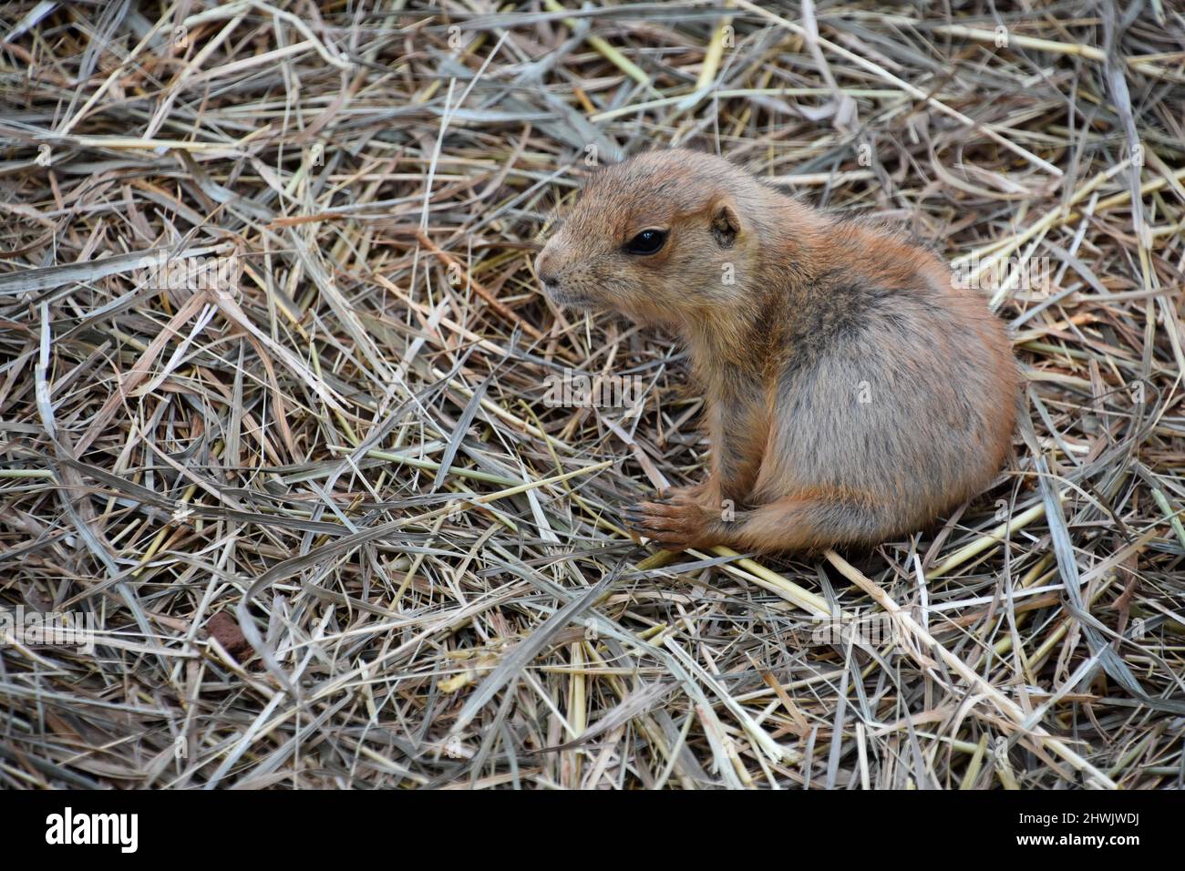 Cynomys sitting on ground hi-res stock photography and images - Alamy