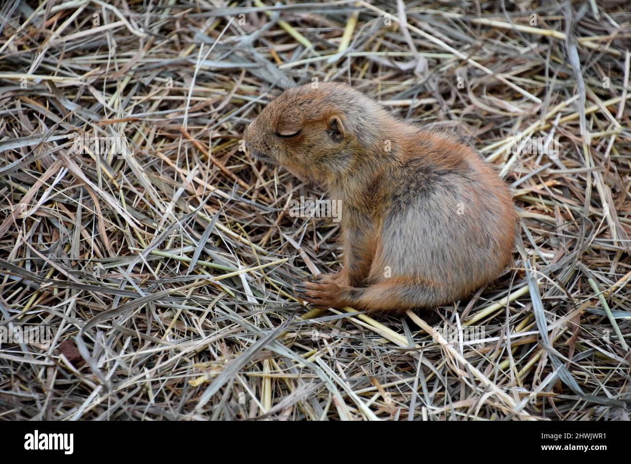 Cute baby prairie dog sitting up on his haunches in straw Stock Photo ...