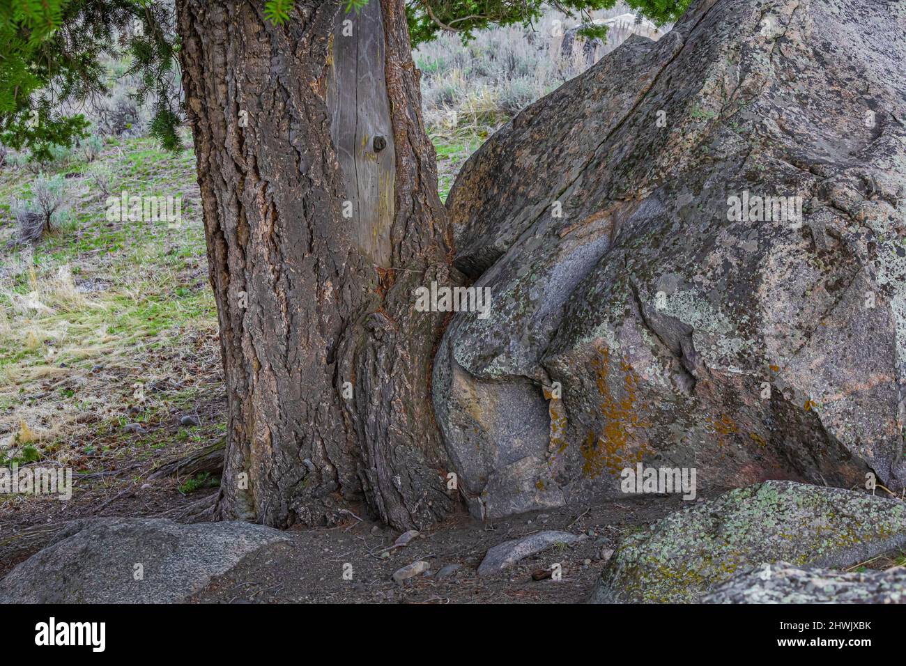 Fir tree roots hi-res stock photography and images - Alamy