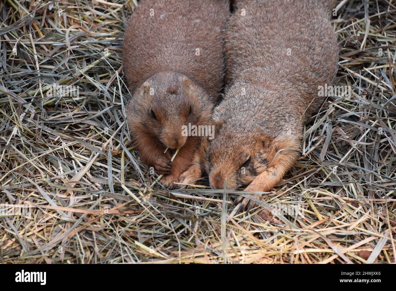 Two black tailed prairie dogs cuddling together in the hay Stock Photo ...