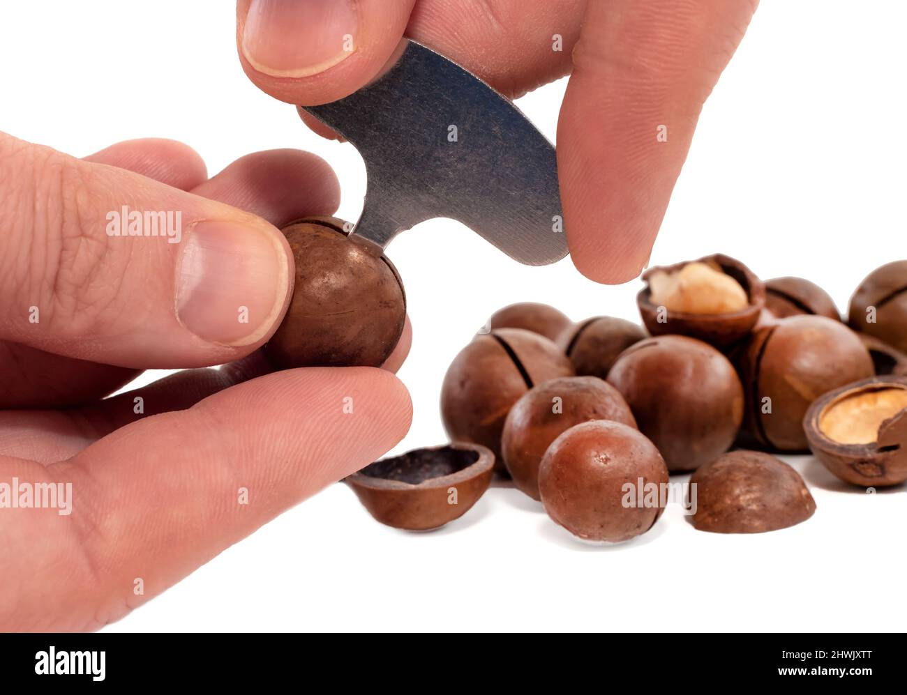 Macadamia. Hands open macadamia nuts with a special key, a tool on a ...