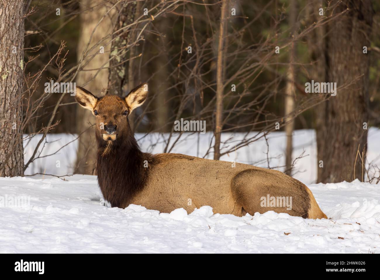 Female elk bedded on a hillside in Clam Lake, Wisconsin Stock Photo - Alamy