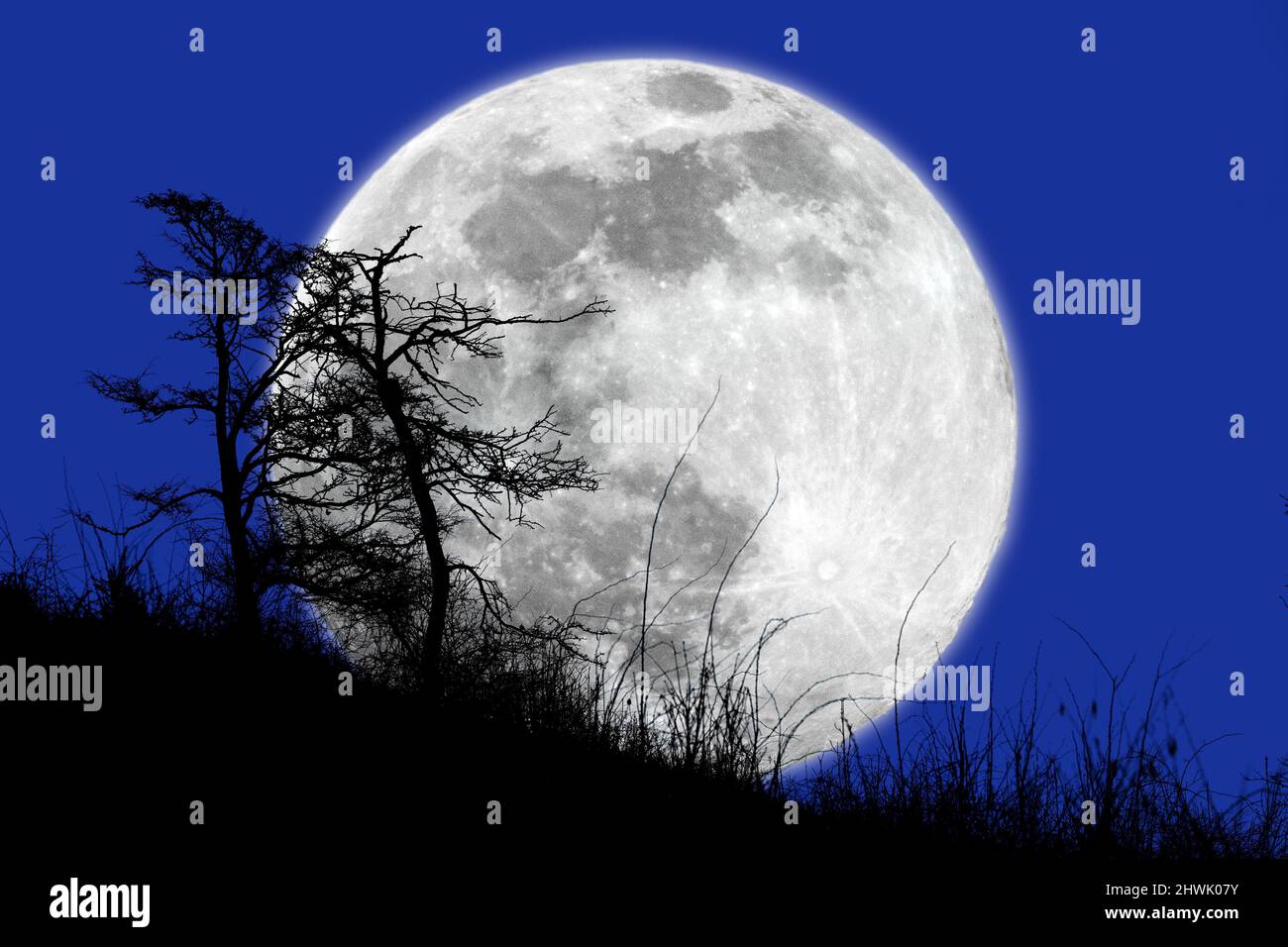 low,horizon,huge,massive,ascending,moon,large,trees,tree,silhouette ...
