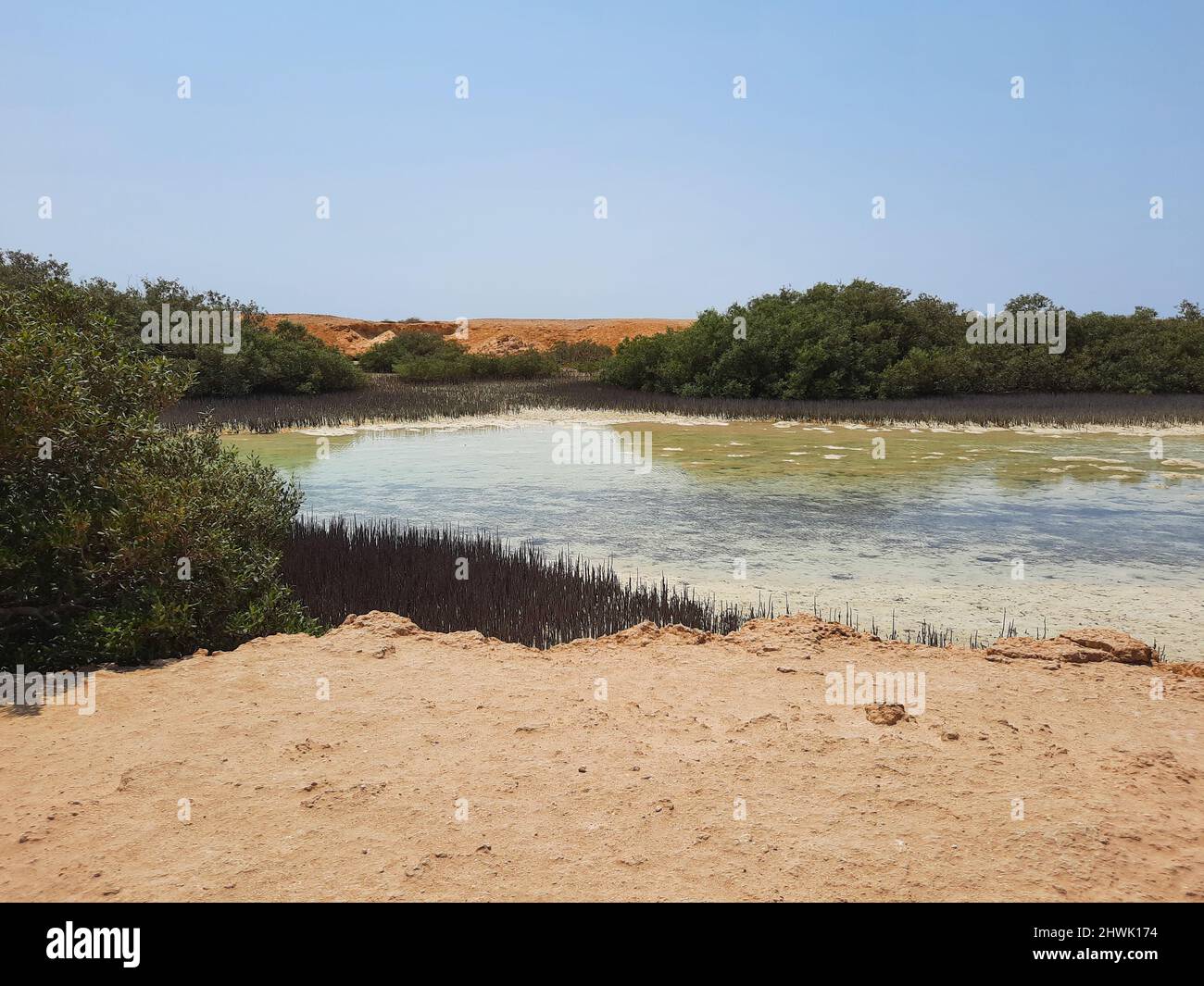 Nabq National Park Egypt. mangroves in the desert Stock Photo - Alamy