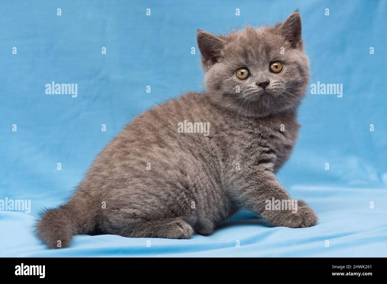 Funny blue British kitten sitting on a blue background and staring at ...