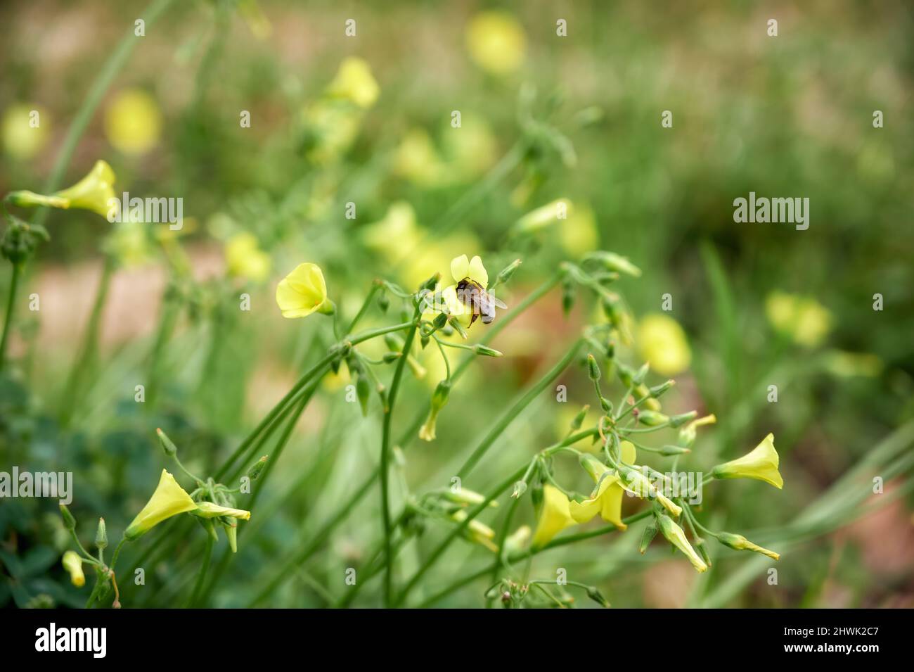 Close up of a bee collecting pollen from a yellow bermuda buttercup ...
