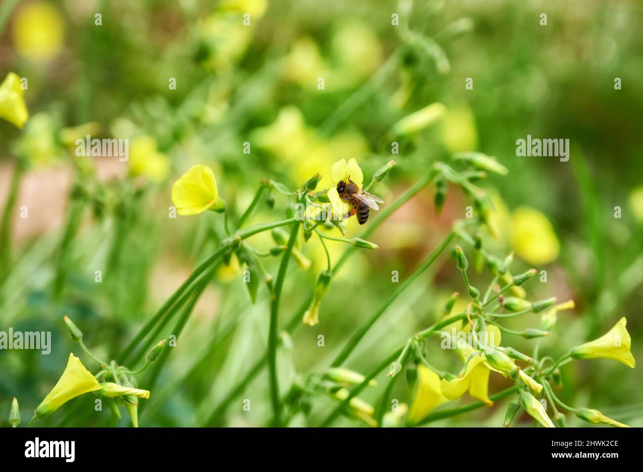 Close up of a bee collecting pollen from a yellow bermuda buttercup ...