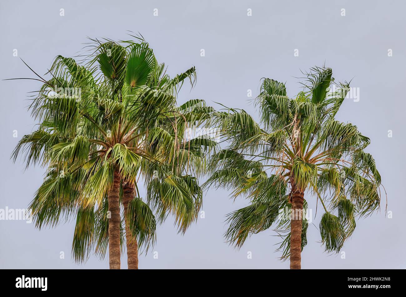 Trees Moving In The Wind