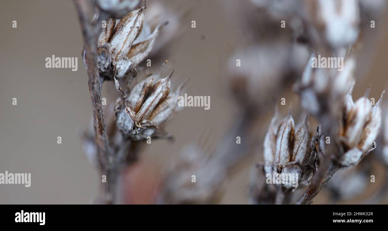 Portraits of Biodiversity at Canvey Wick Nature Reserve - Close-up of ...