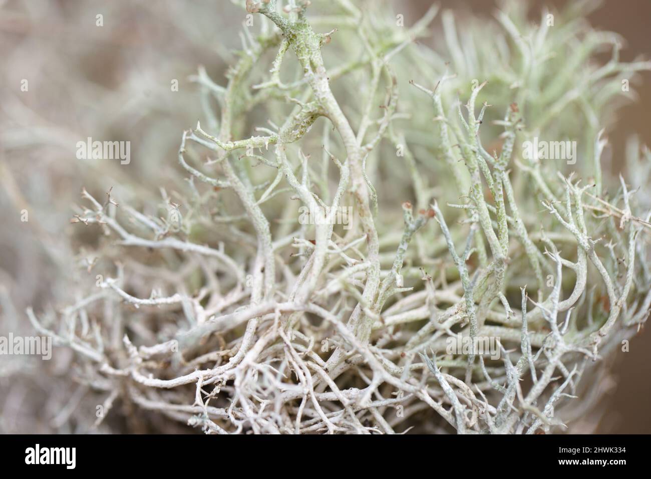 Wild Essex - Portraits of Biodiversity at Canvey Wick Nature Reserve ...