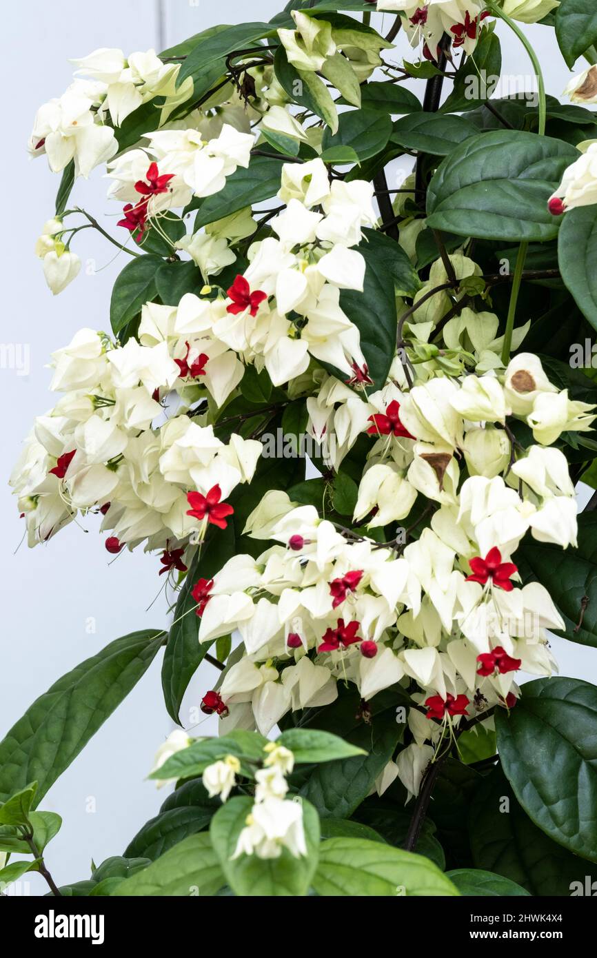 Clerodendrum thompsoniae, growing in Virginia USA Stock Photo - Alamy