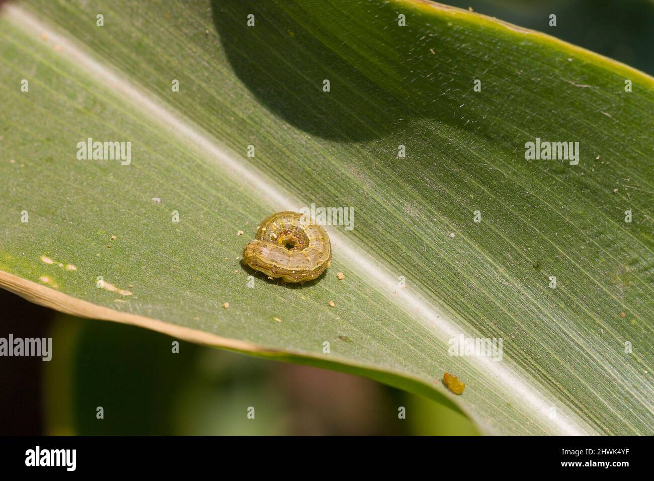 Fall armyworm Spodoptera frugiperda (Smith 1797) on the corn leaf Stock ... Fall armyworm Spodoptera frugiperda (Smith 1797) on the corn leaf Stock ...
