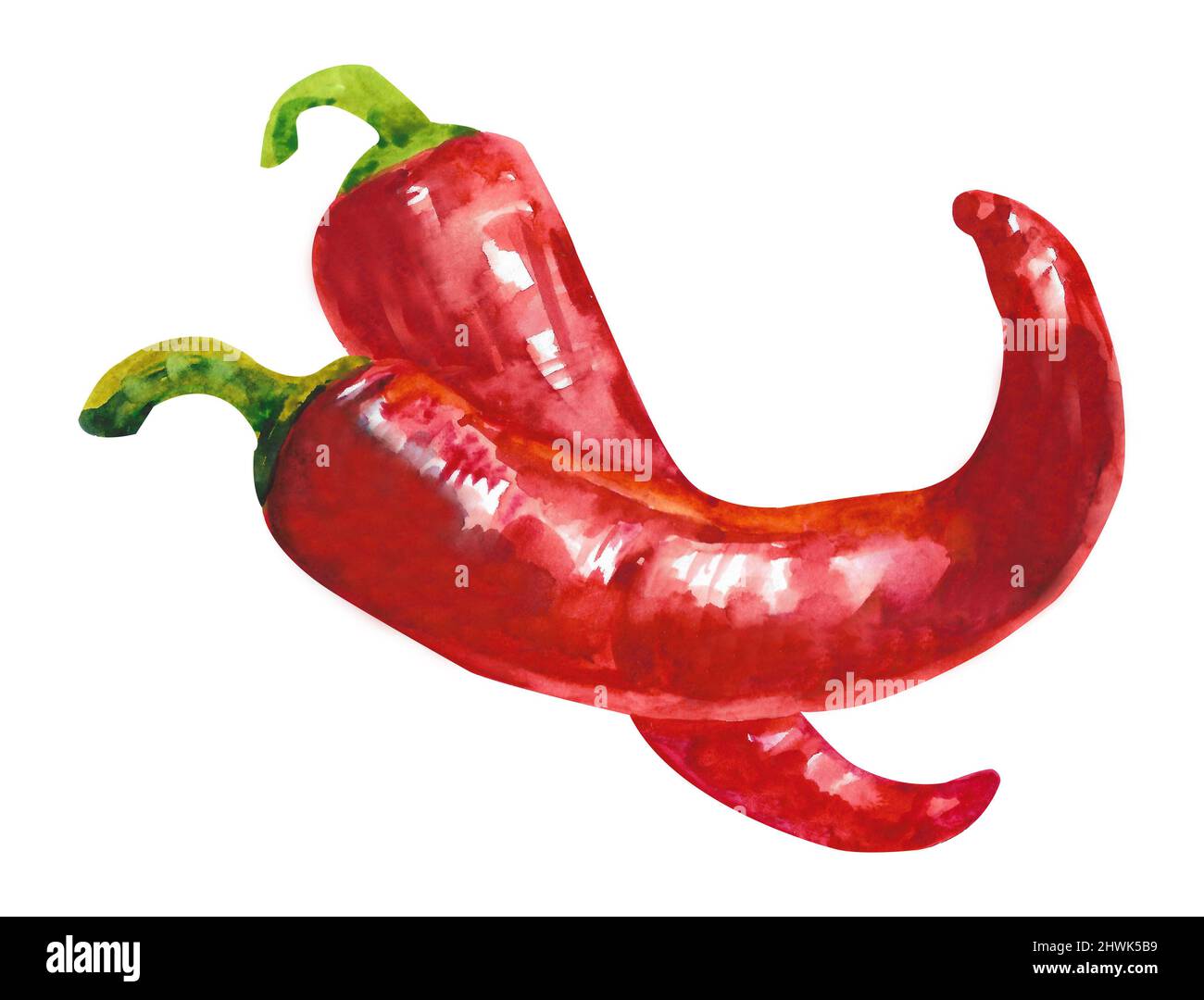 Hand drawn watercolor pepper. Illustration isolated on white background ...