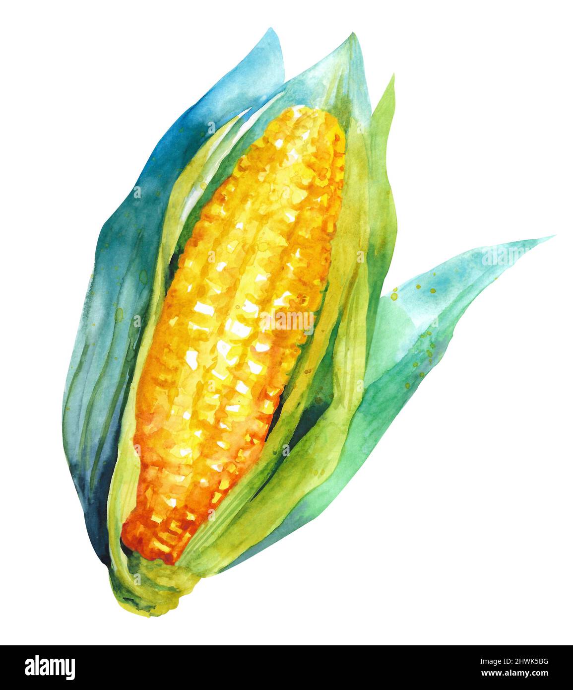 Hand drawn watercolor corn. Illustration isolated on white background ...