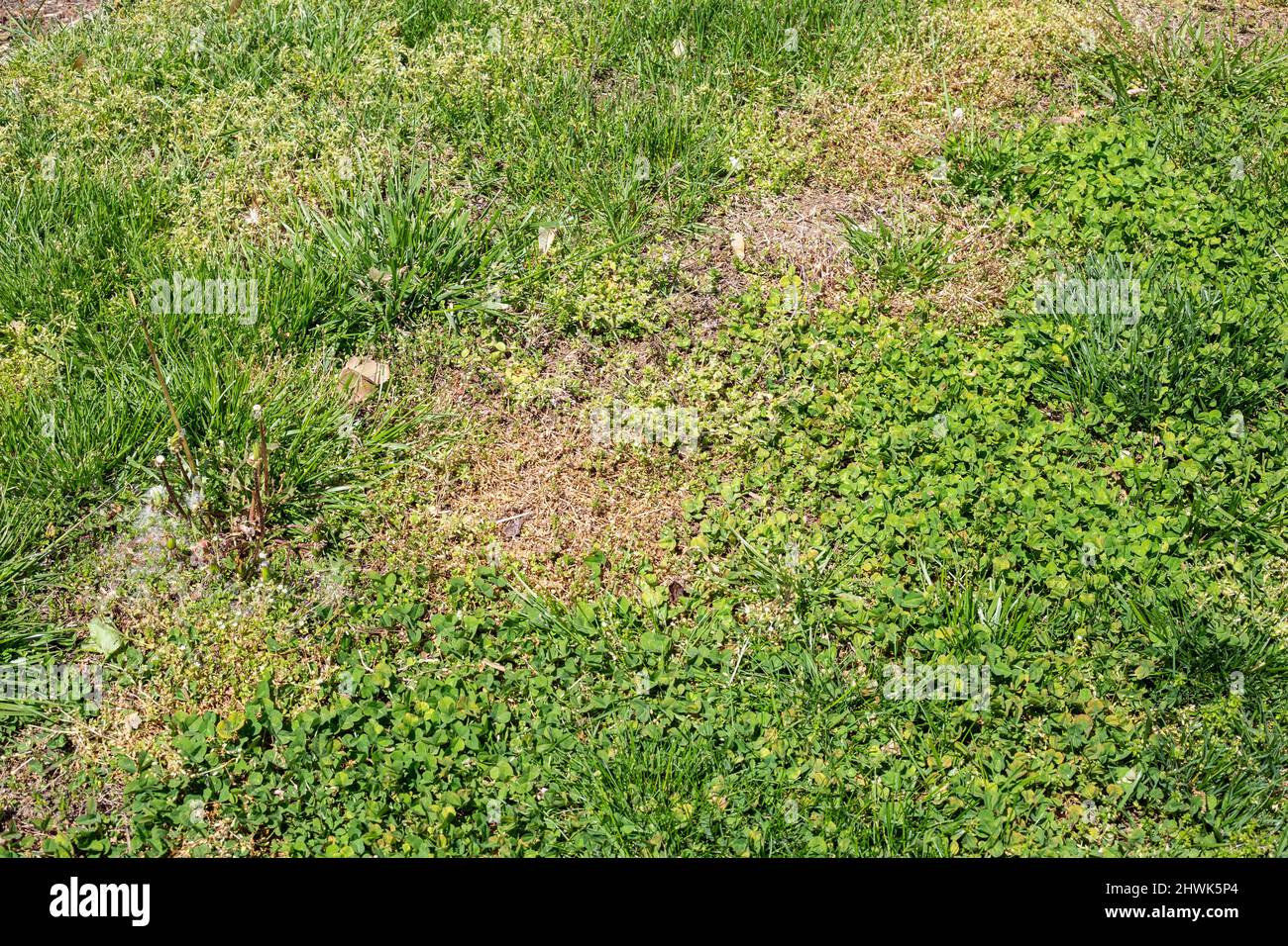 Untended Lawn, Weeds, Virginia, USA Stock Photo - Alamy