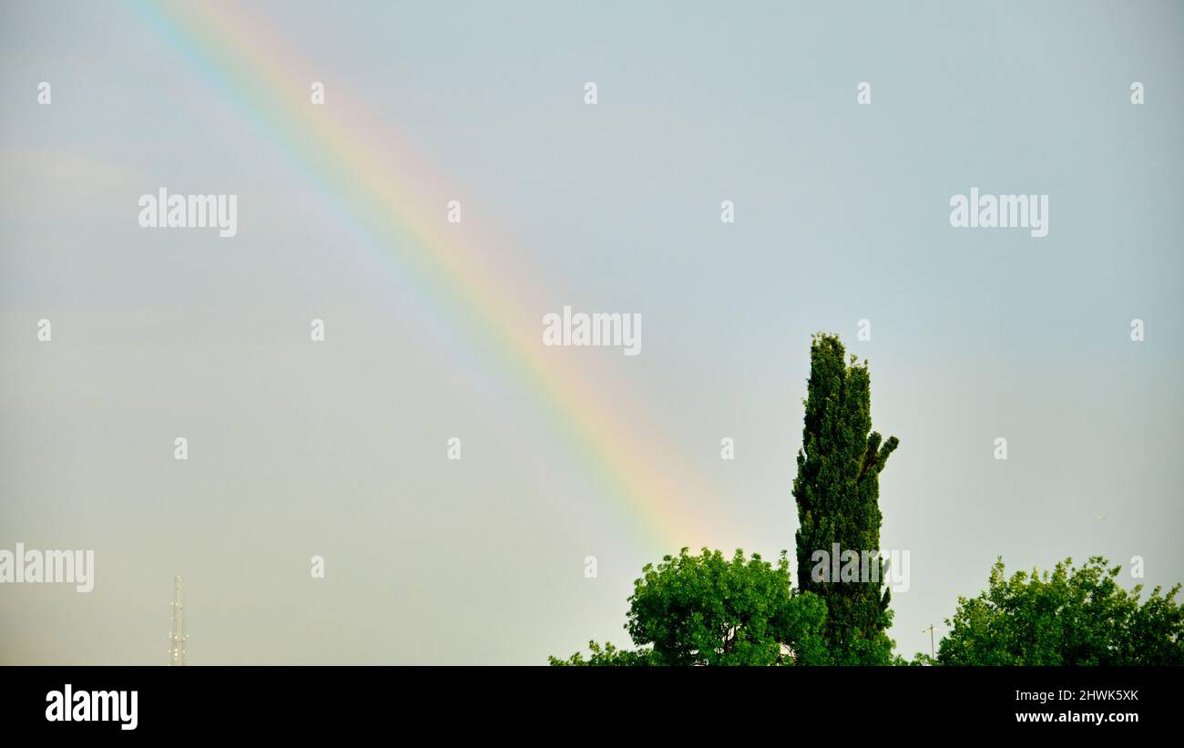 rainbow after rain, rainbow behind pine tree and green trees Stock ...