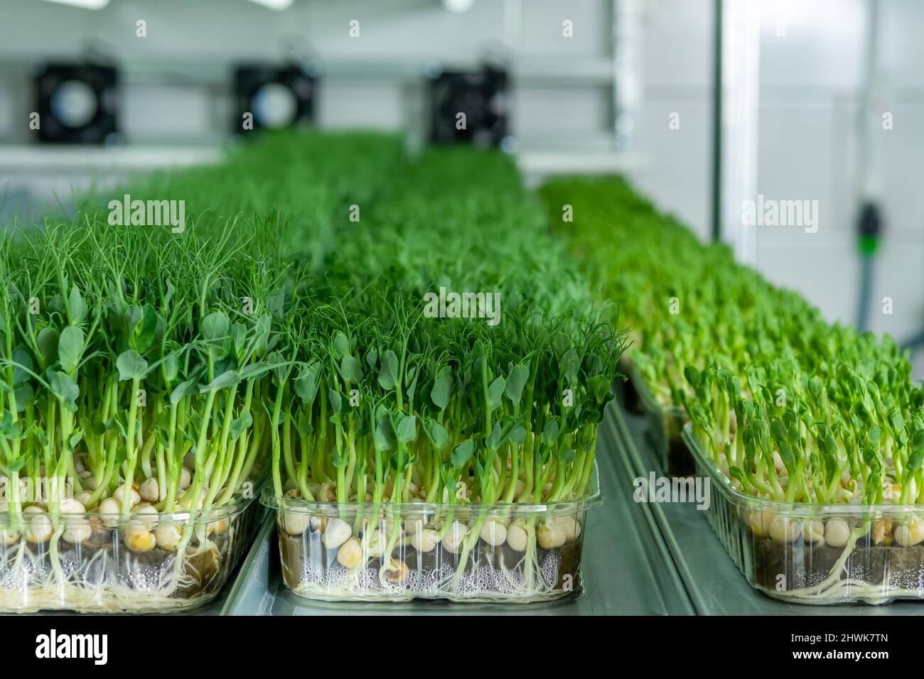 Juicy young shoots of micro-greenery close-up. Growing seeds in a ...