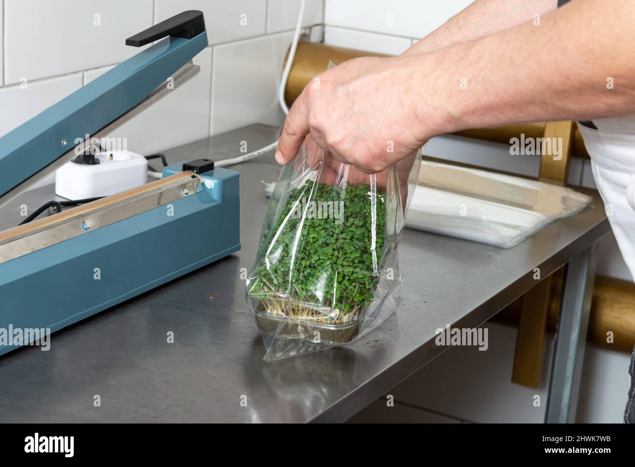 Packaging of the harvest of micro-green peas for sale in the ...
