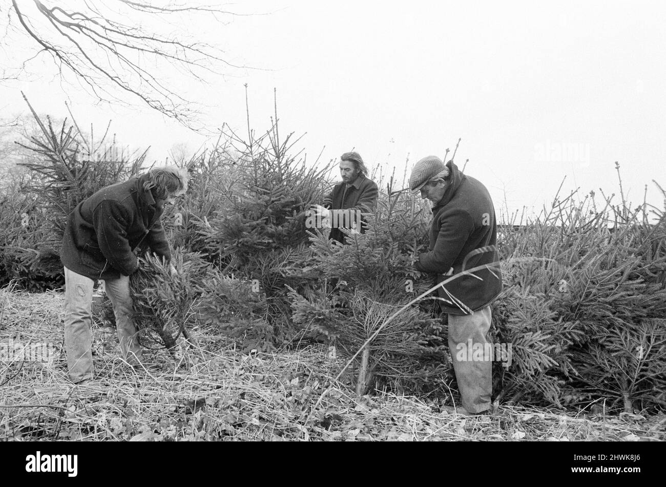 Christmas Trees being harvested, Teesside, December 1972 Stock Photo ...
