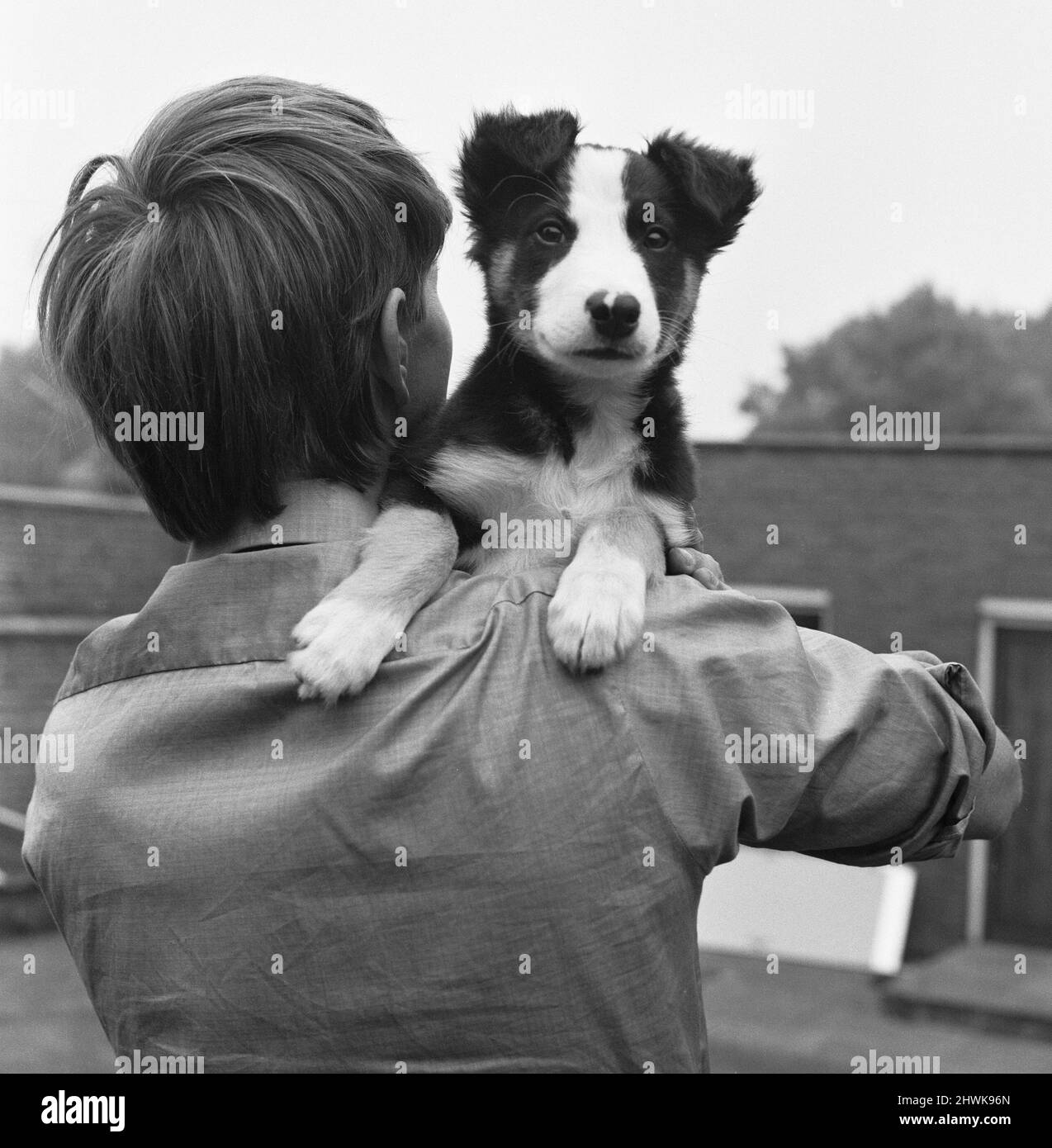 Shep blue peter hi-res stock photography and images - Alamy