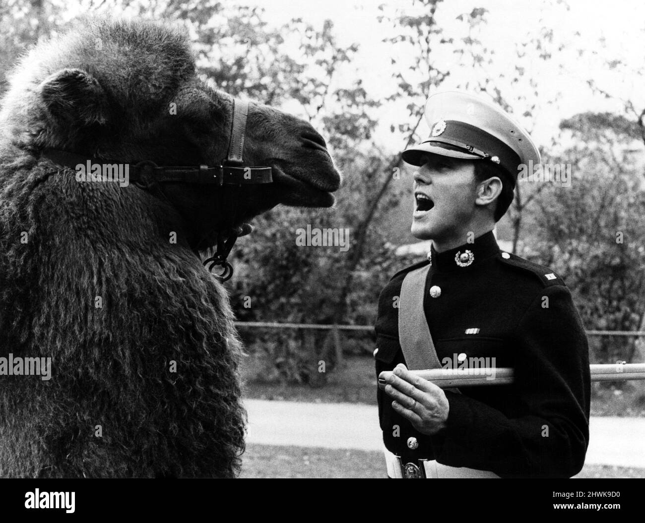 Animals - This Camel stood quietly as Sergeant Den Mortimer barked his ...