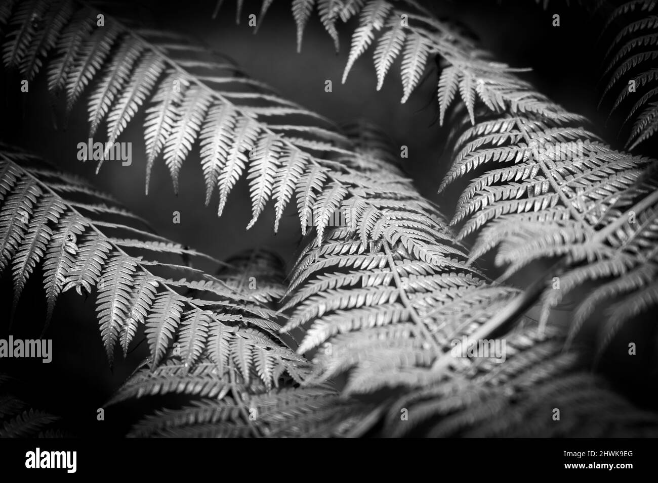 Nature patterns, tree fern fronds close-up, ponga trees.in black and ...