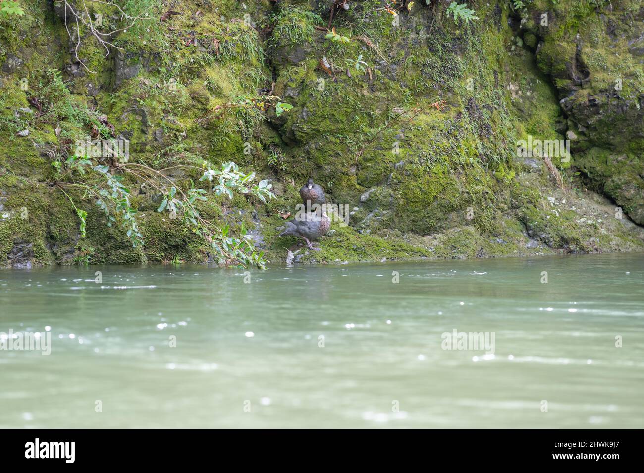 native blue duck pair on scenic Waioeka Gorge and river landscape water ...