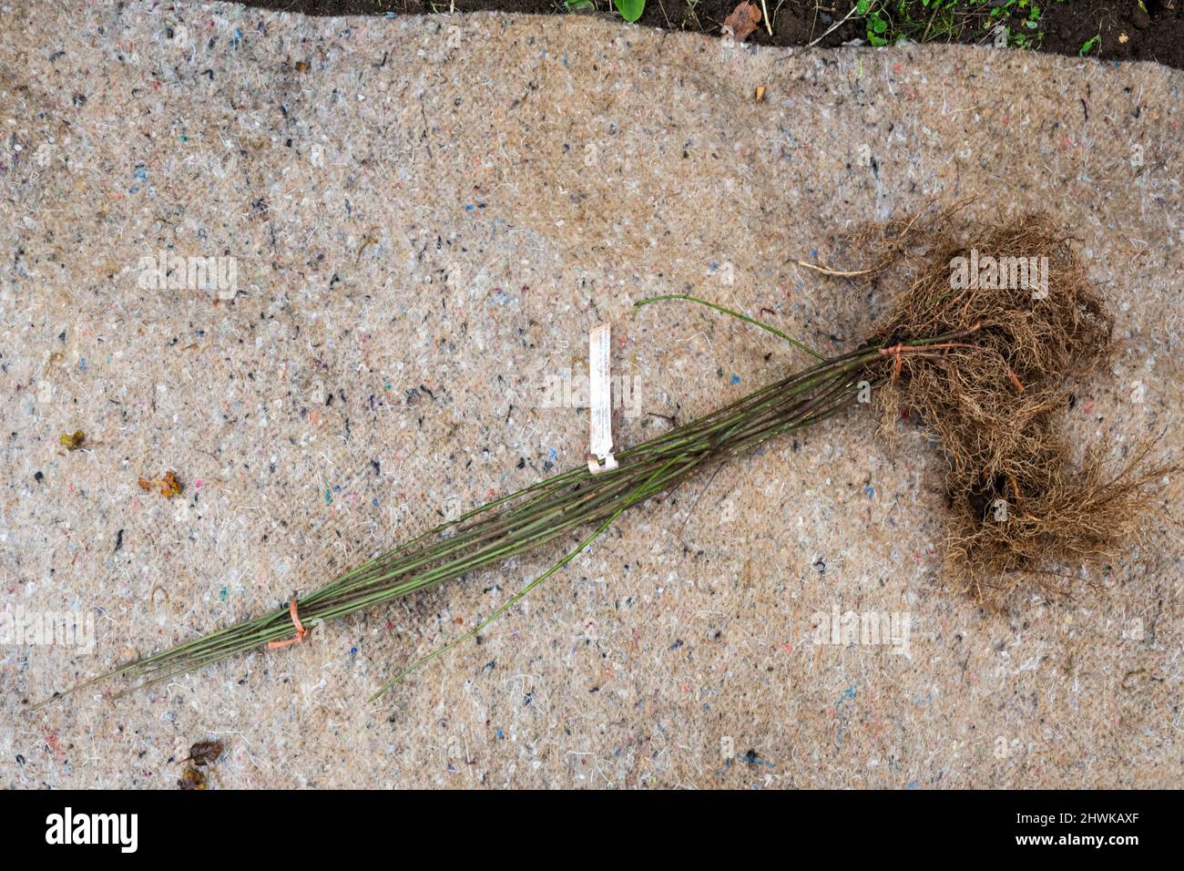 A bunch of spindle plants, Euonymus europaes, ready to be planted as ...