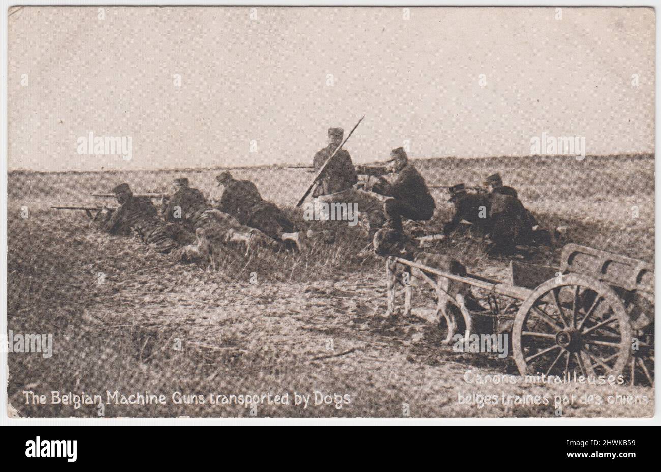 "The Belgian machine guns transported by dogs" / "Canon mitrailleuses ...