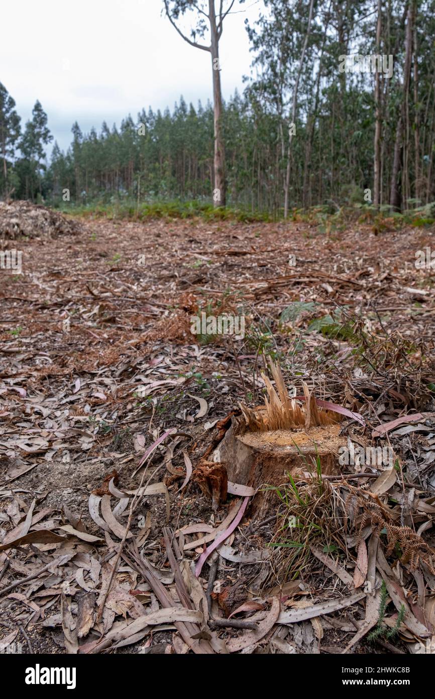 Tree cut down for use in timber industry, deforestation concept Stock ...