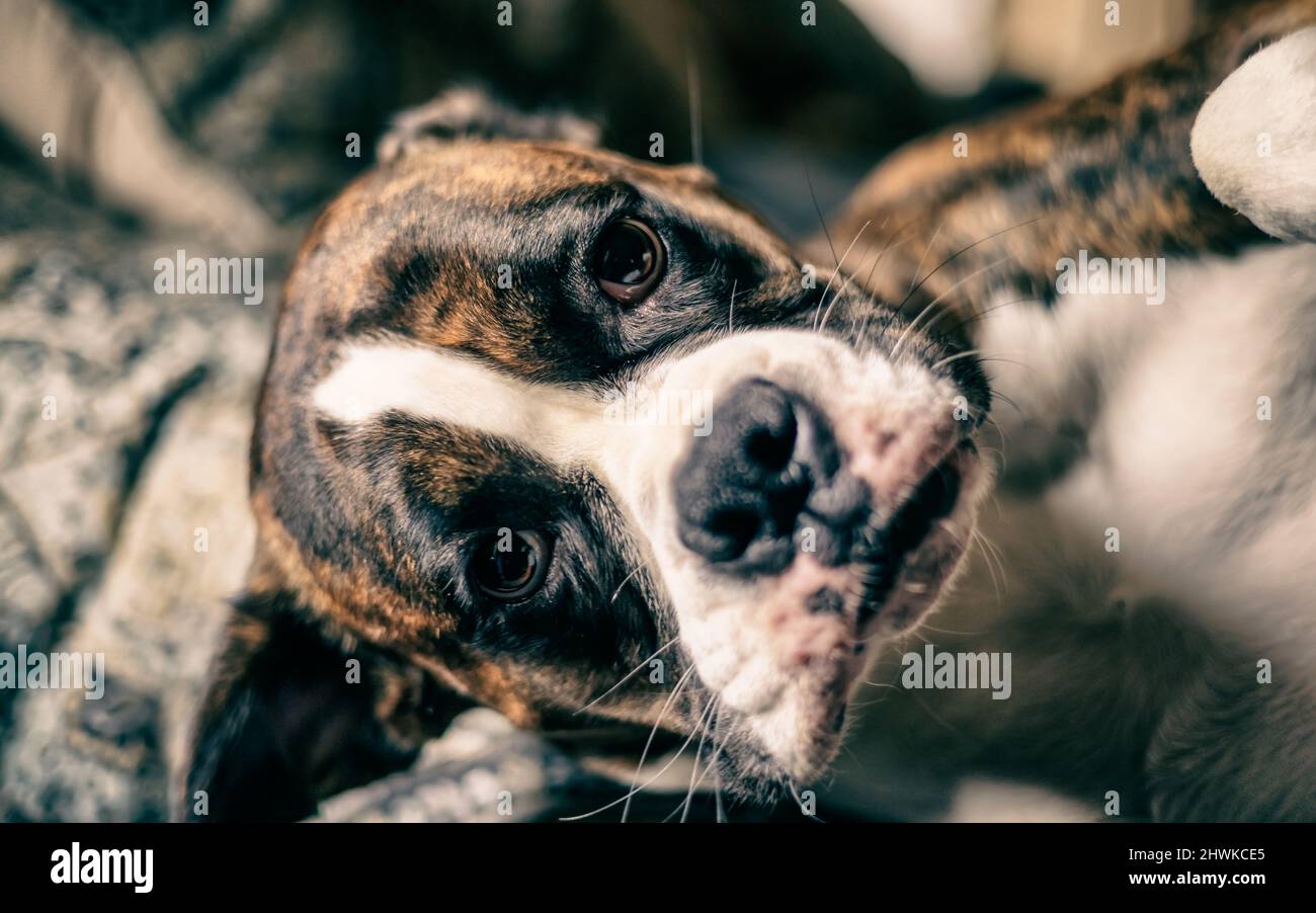 Portrait of a cute female Boxer Dog Stock Photo - Alamy