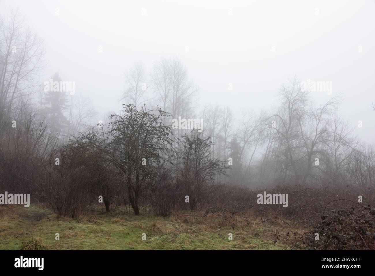 Canadian rain forest with green trees. Early morning fog in winter ...