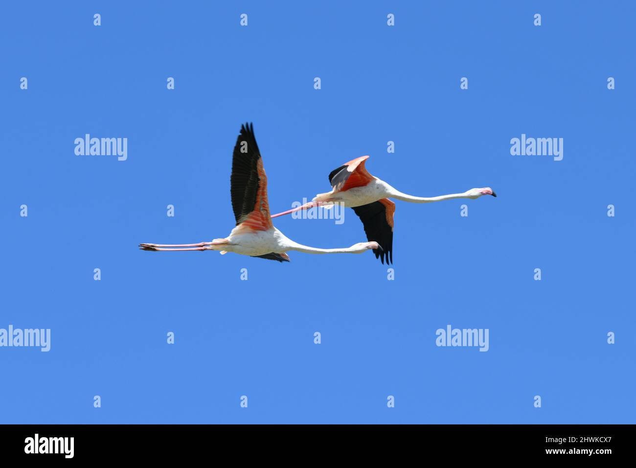Two flamingos in flight hi-res stock photography and images - Alamy