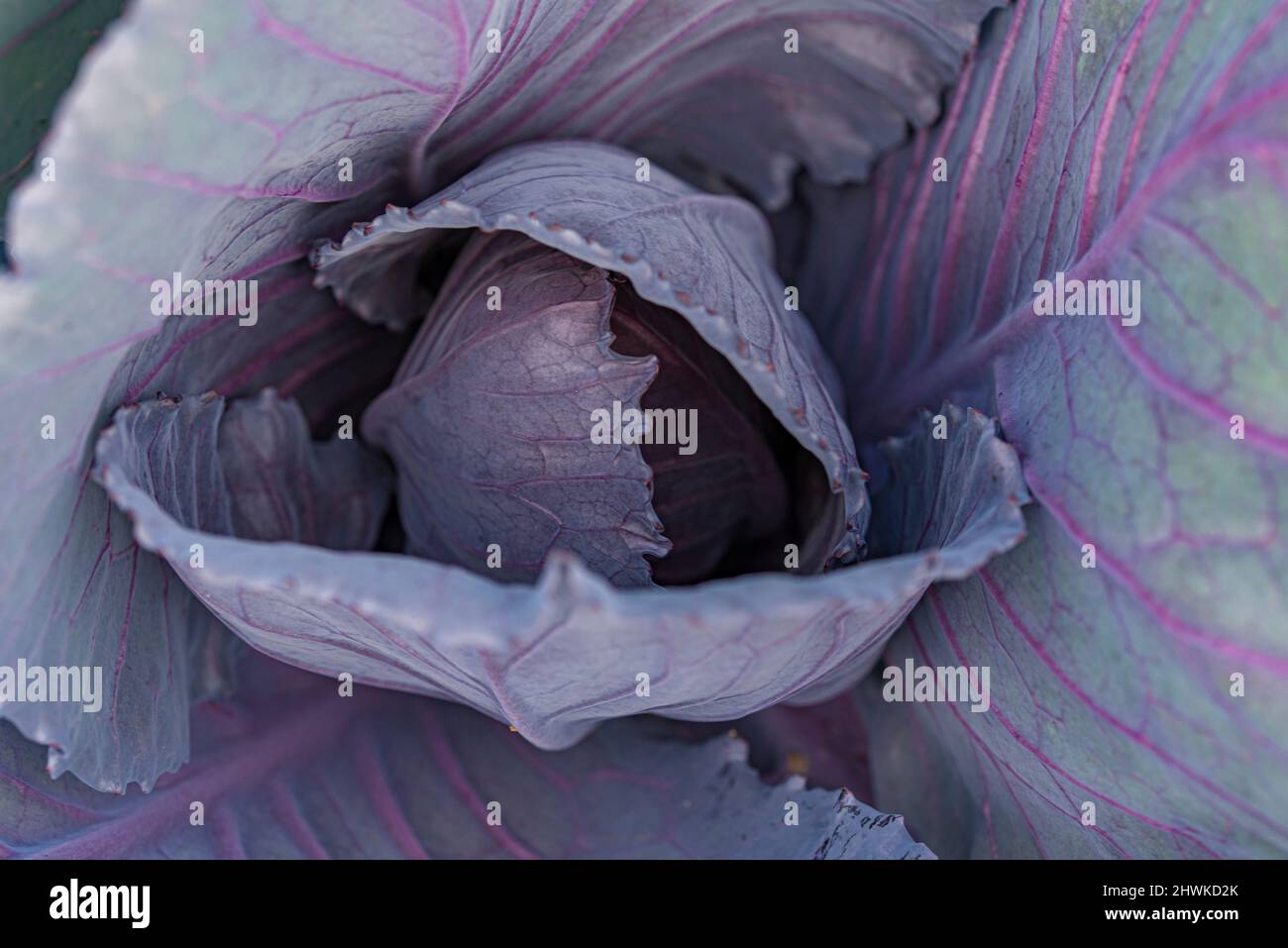 Purple cabbage farmer hi-res stock photography and images - Alamy