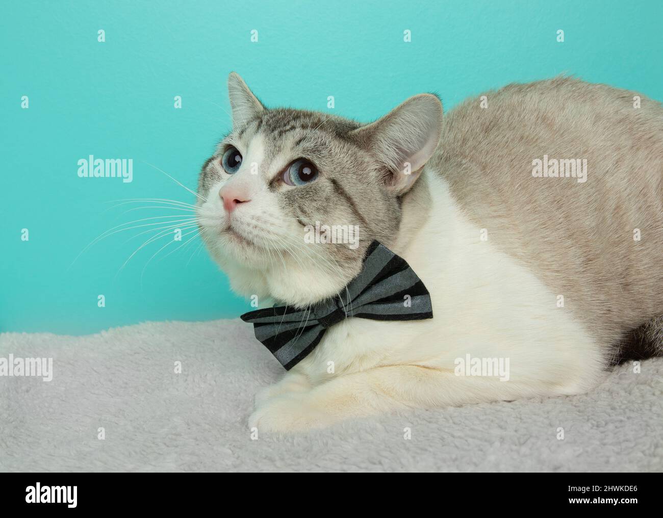 cute grey and white cat wearing a bow tie with blue eyes Stock Photo ...