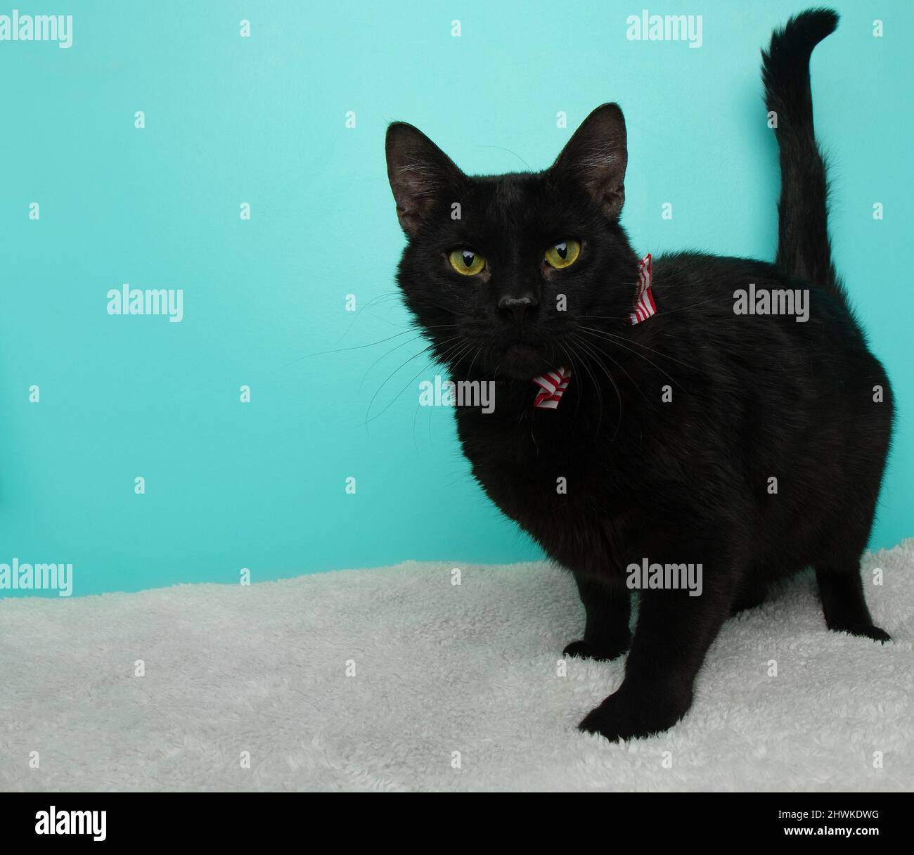 Cat with a bow hi-res stock photography and images - Alamy