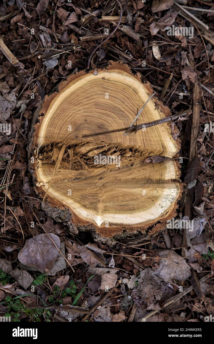 Tree stump surrounded by wood shavings Stock Photo - Alamy