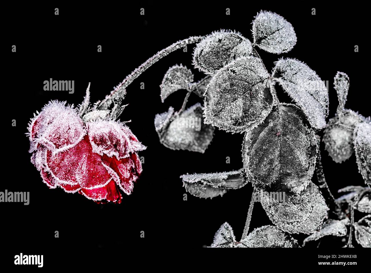 Black rose chafer hi-res stock photography and images - Alamy