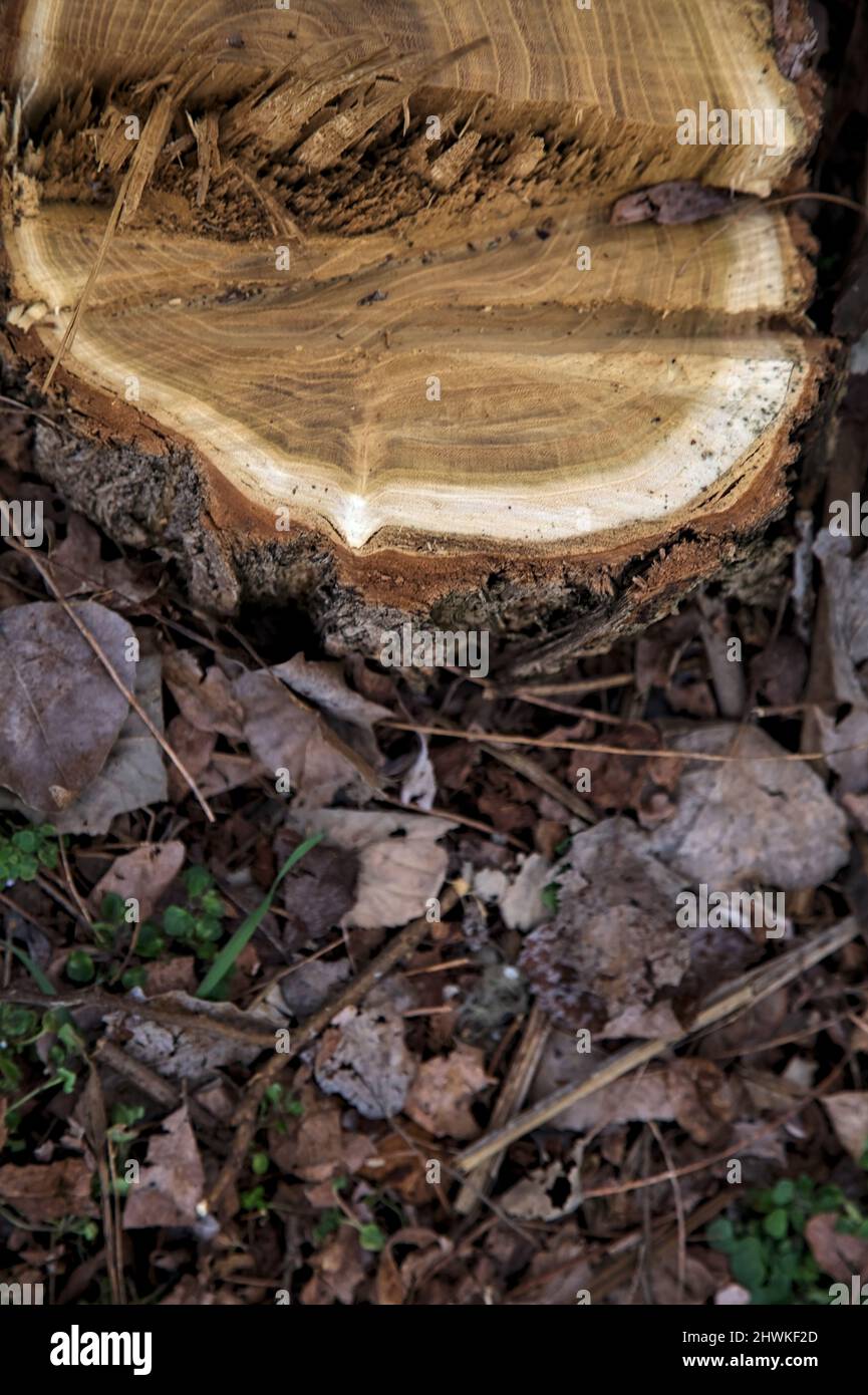 Tree stump surrounded by wood shavings Stock Photo - Alamy