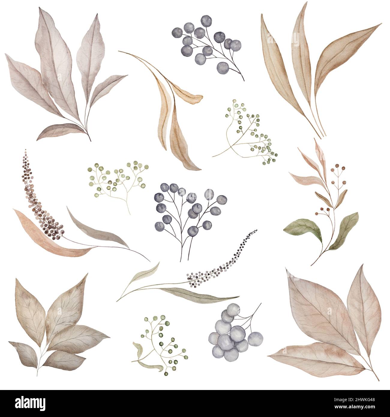 Painted watercolor delicate and romantic leaves and berries. Pastel ...