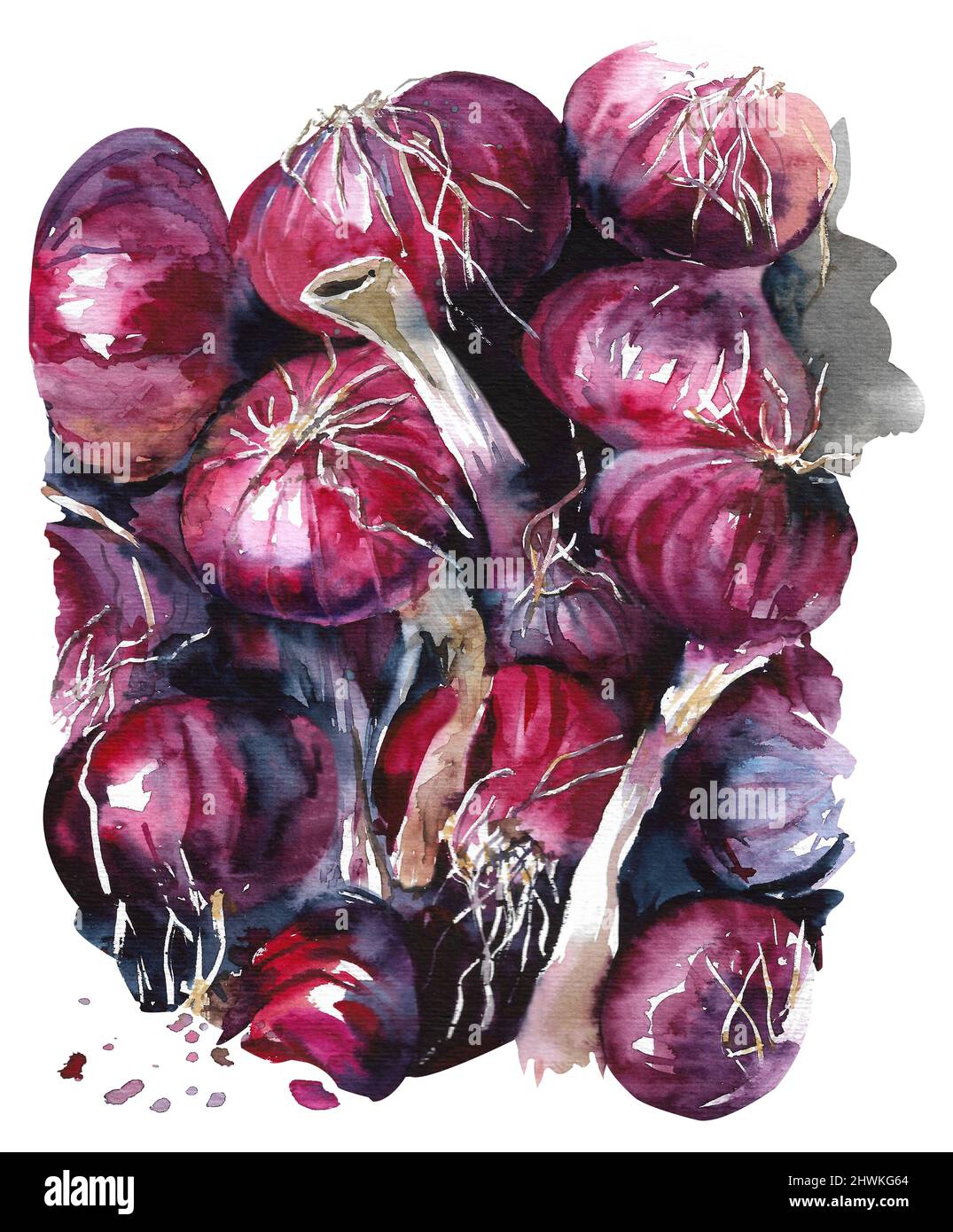 Hand drawn watercolor onion. Red onion Illustration isolated on white ...