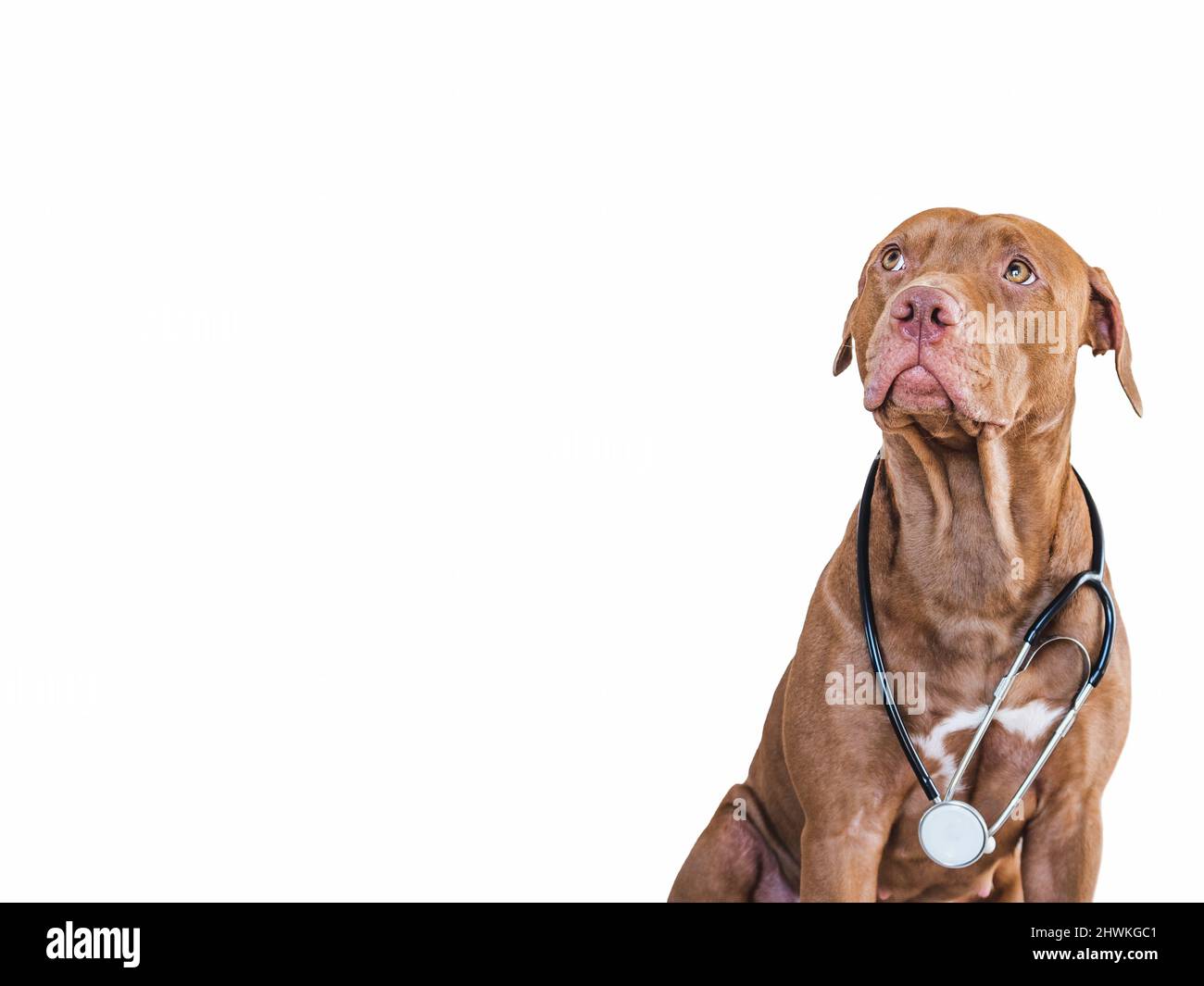 Lovable, pretty puppy of brown color. Close-up Stock Photo - Alamy