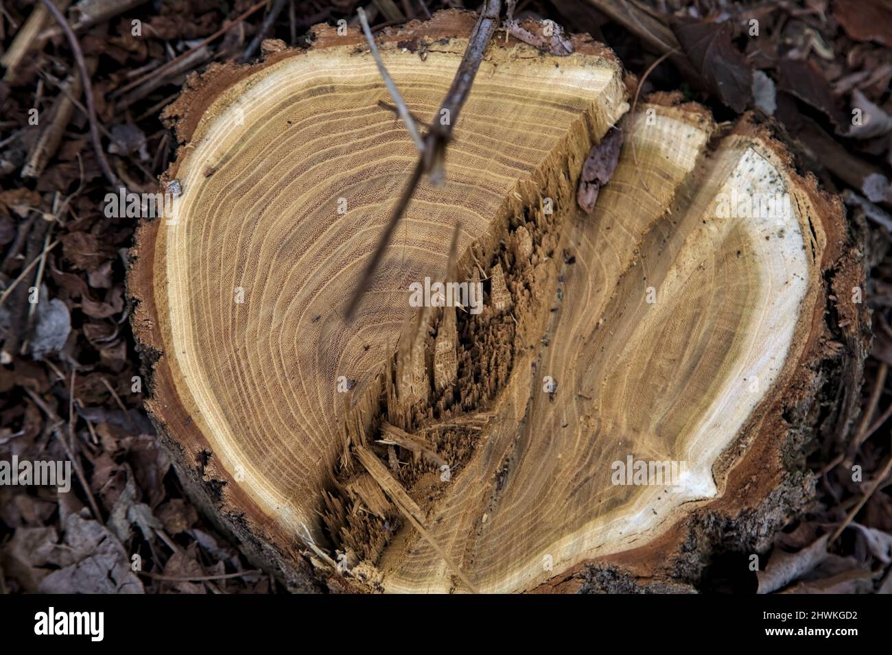 Tree stump surrounded by wood shavings Stock Photo - Alamy