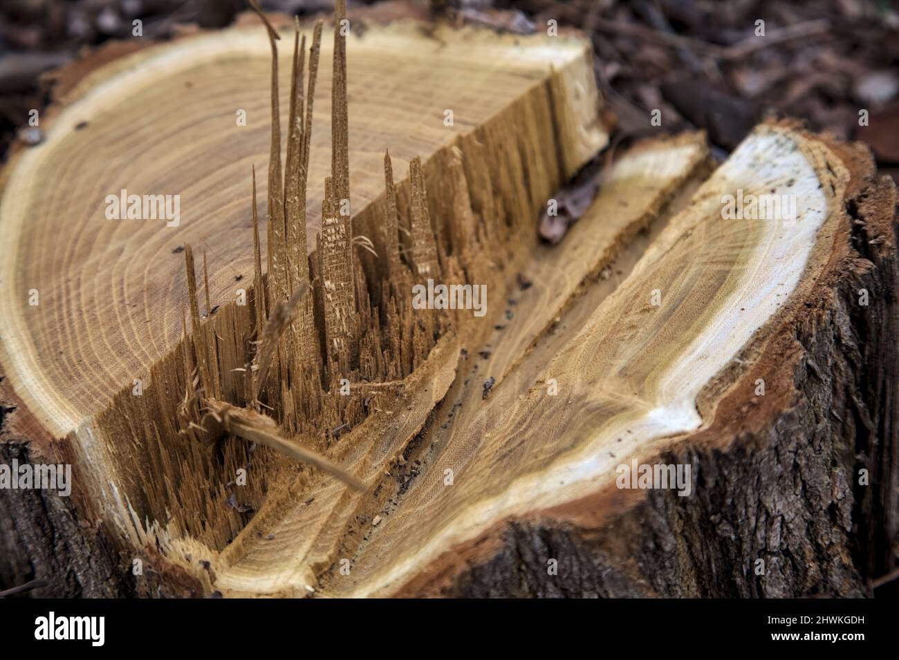 Tree stump surrounded by wood shavings Stock Photo - Alamy