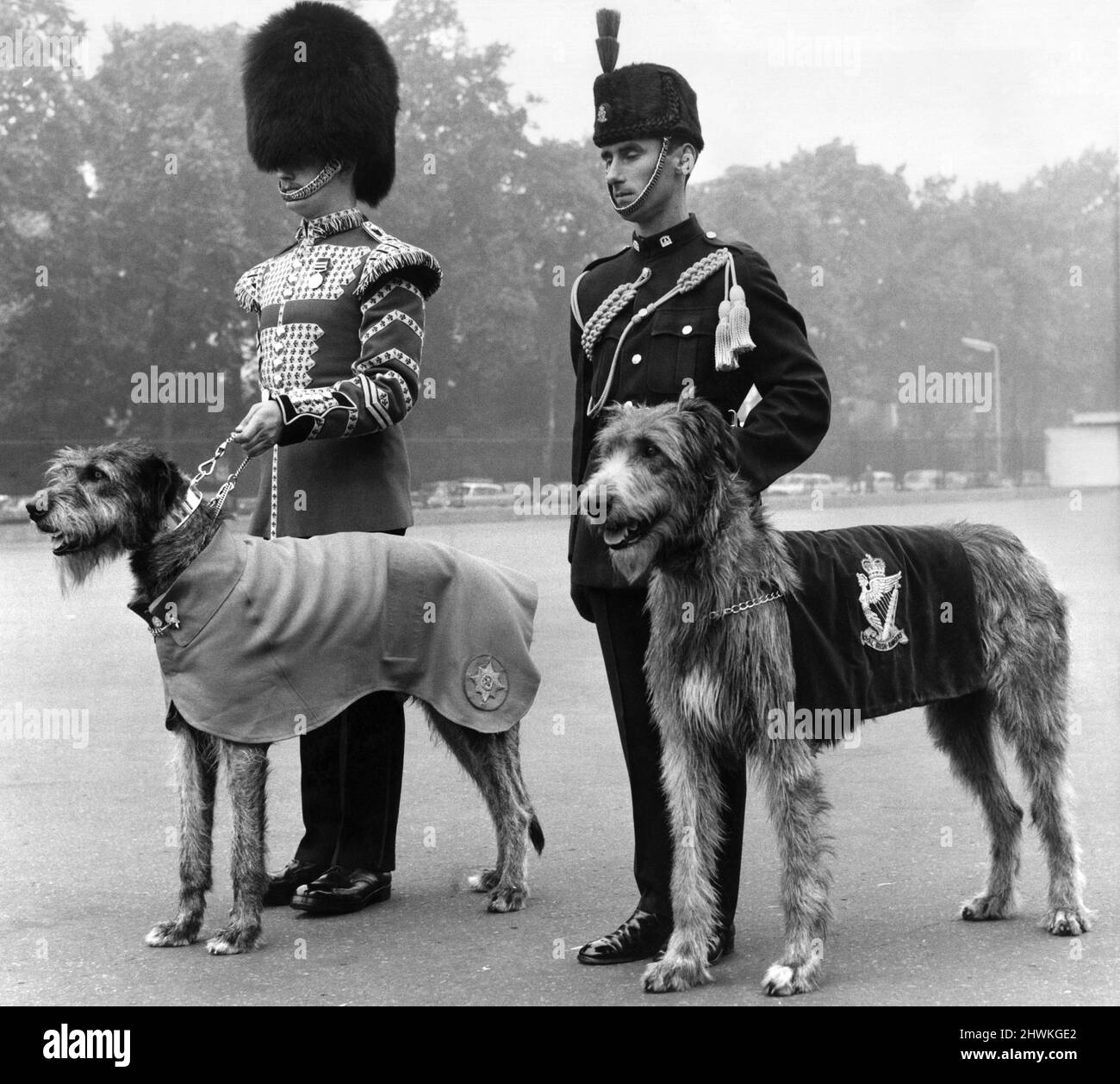 Today was an important day for Brian Boru a 16 month old wolf hound ...