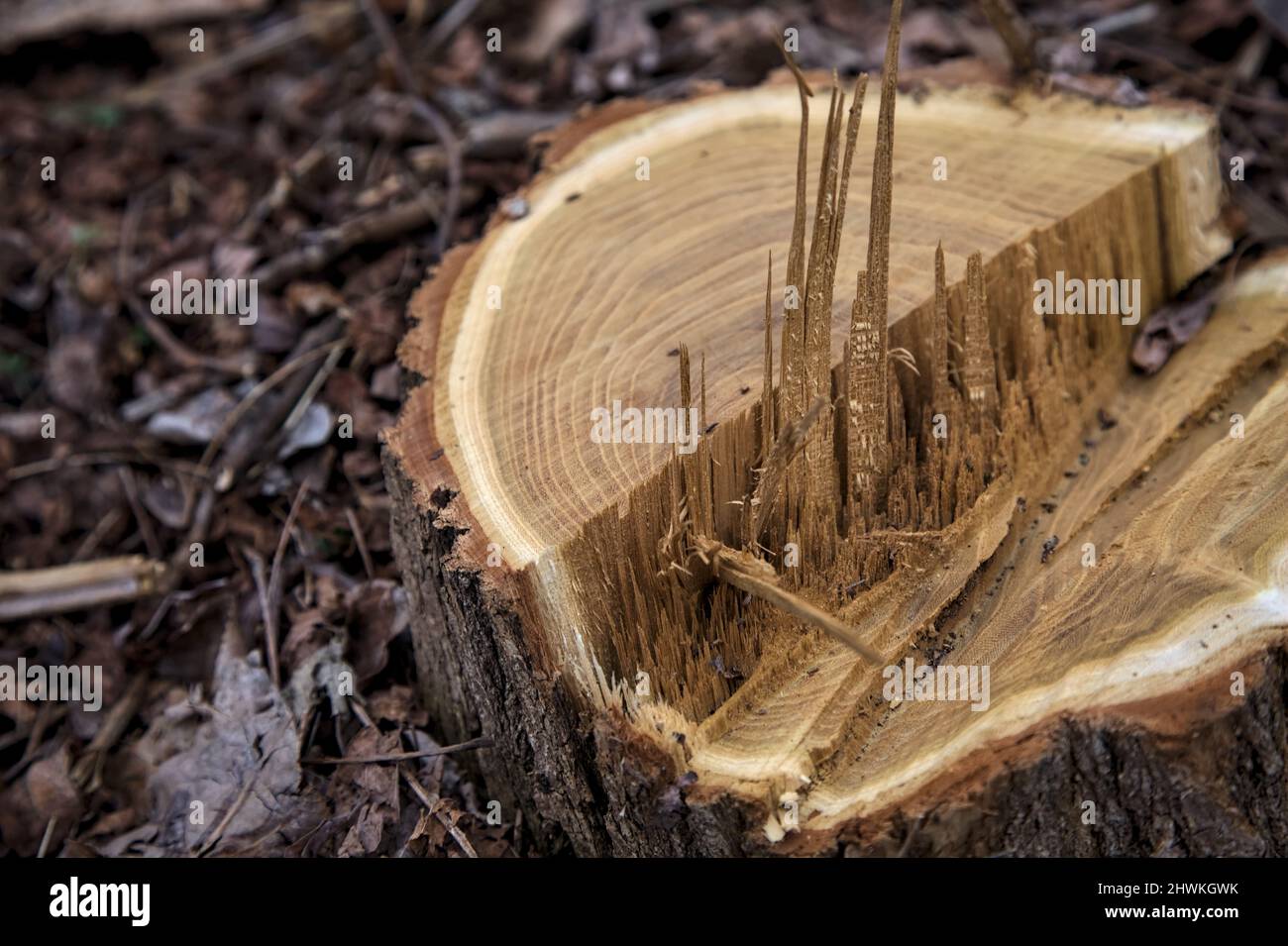 Tree stump surrounded by wood shavings Stock Photo - Alamy
