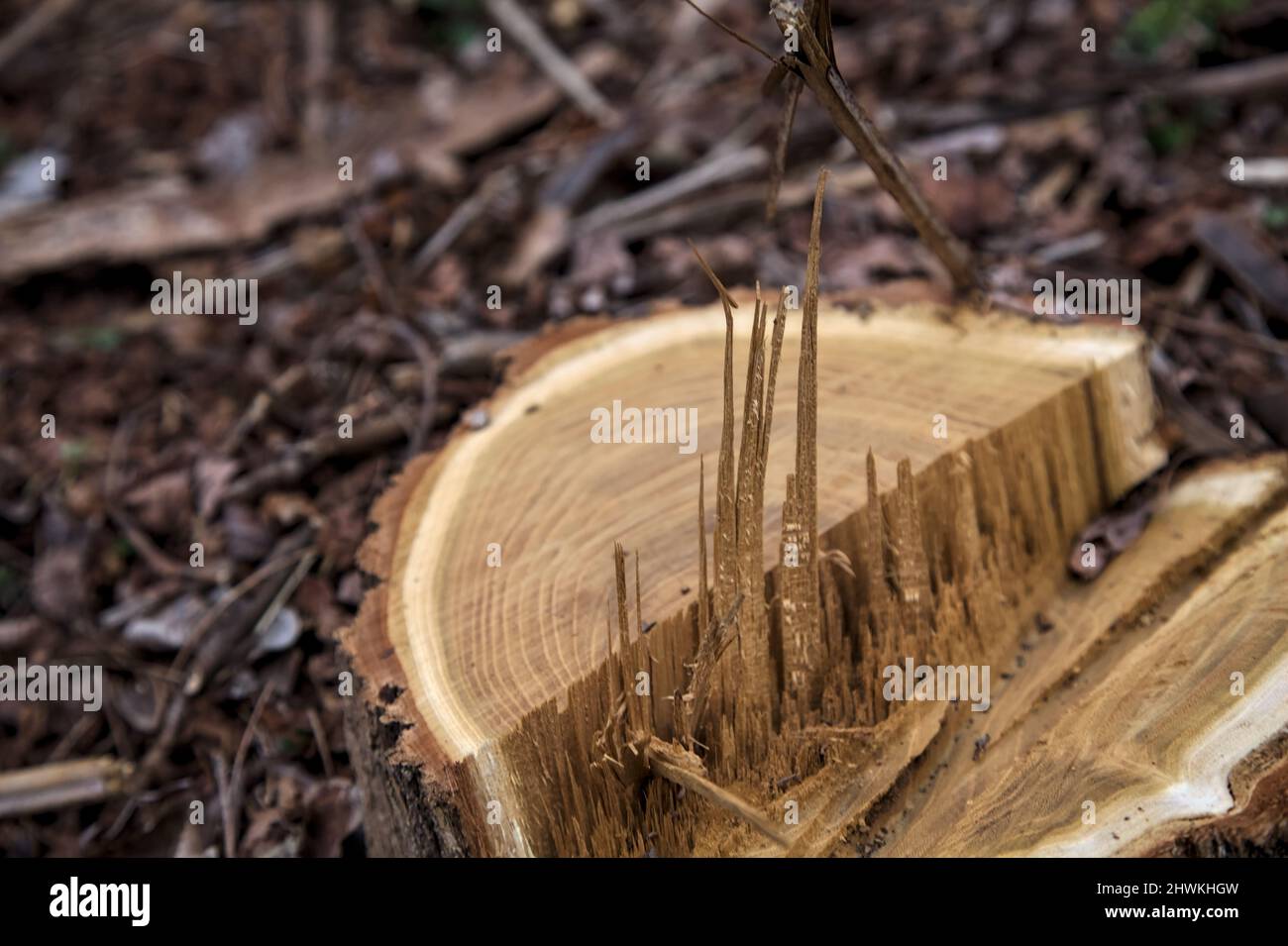 Tree stump surrounded by wood shavings Stock Photo - Alamy
