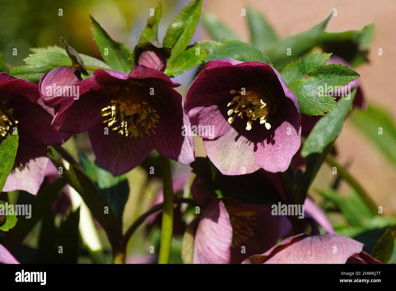 Buttercup or crowfoot family hi-res stock photography and images - Alamy