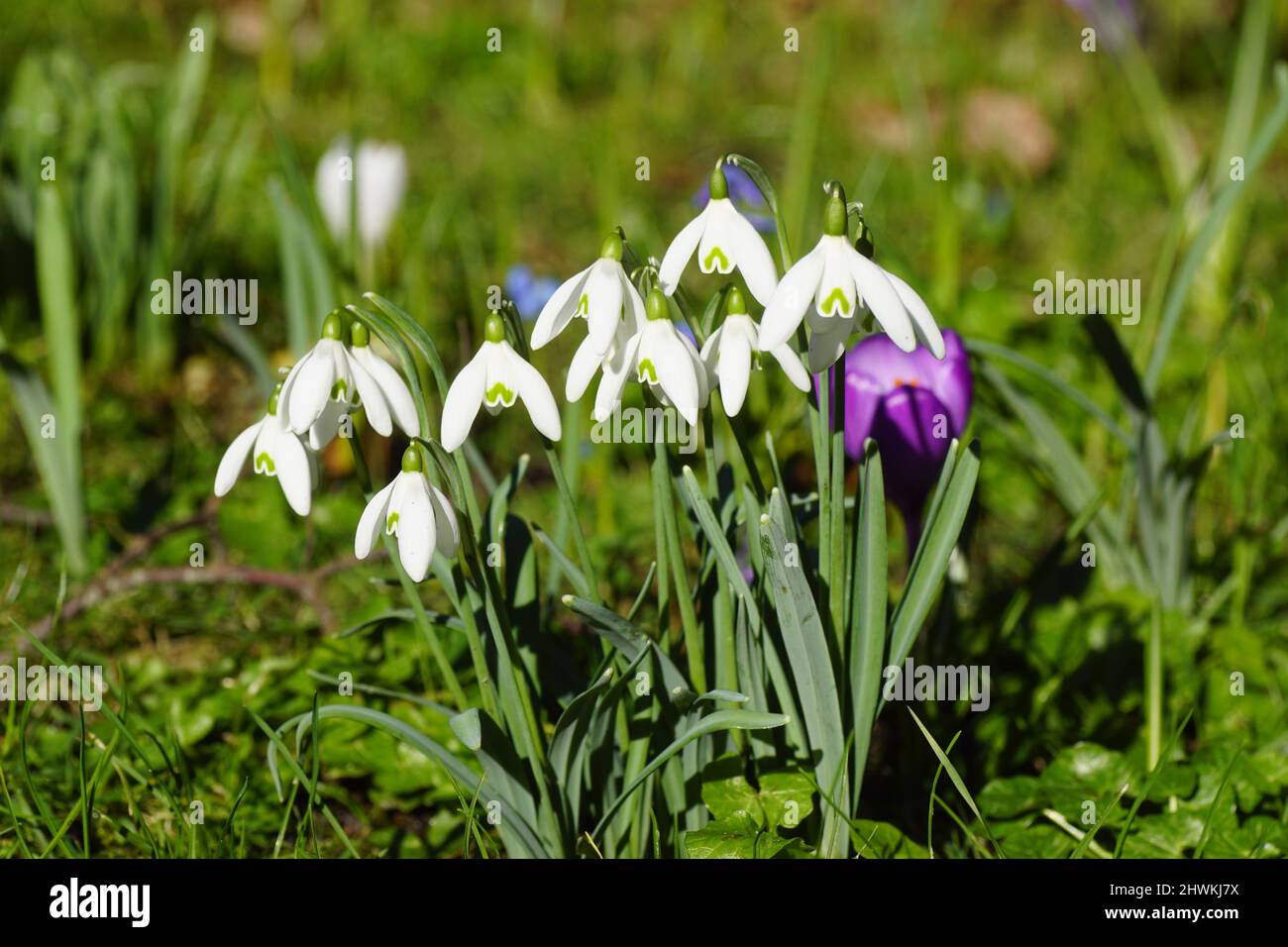 Closeup flowers of snowdrop or common snowdrop (Galanthus nivalis ...
