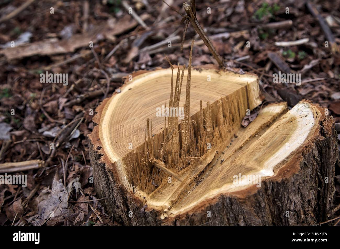 Tree stump surrounded by wood shavings Stock Photo - Alamy